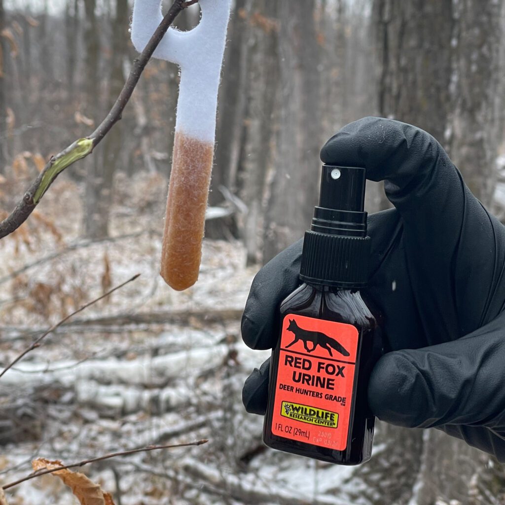 Red Fox Urine | Wildlife.com