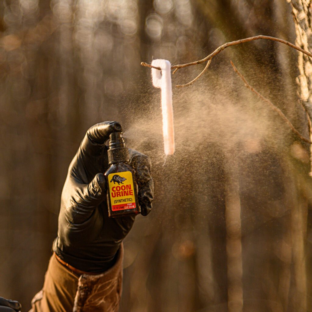 Coon Urine | Wildlife.com