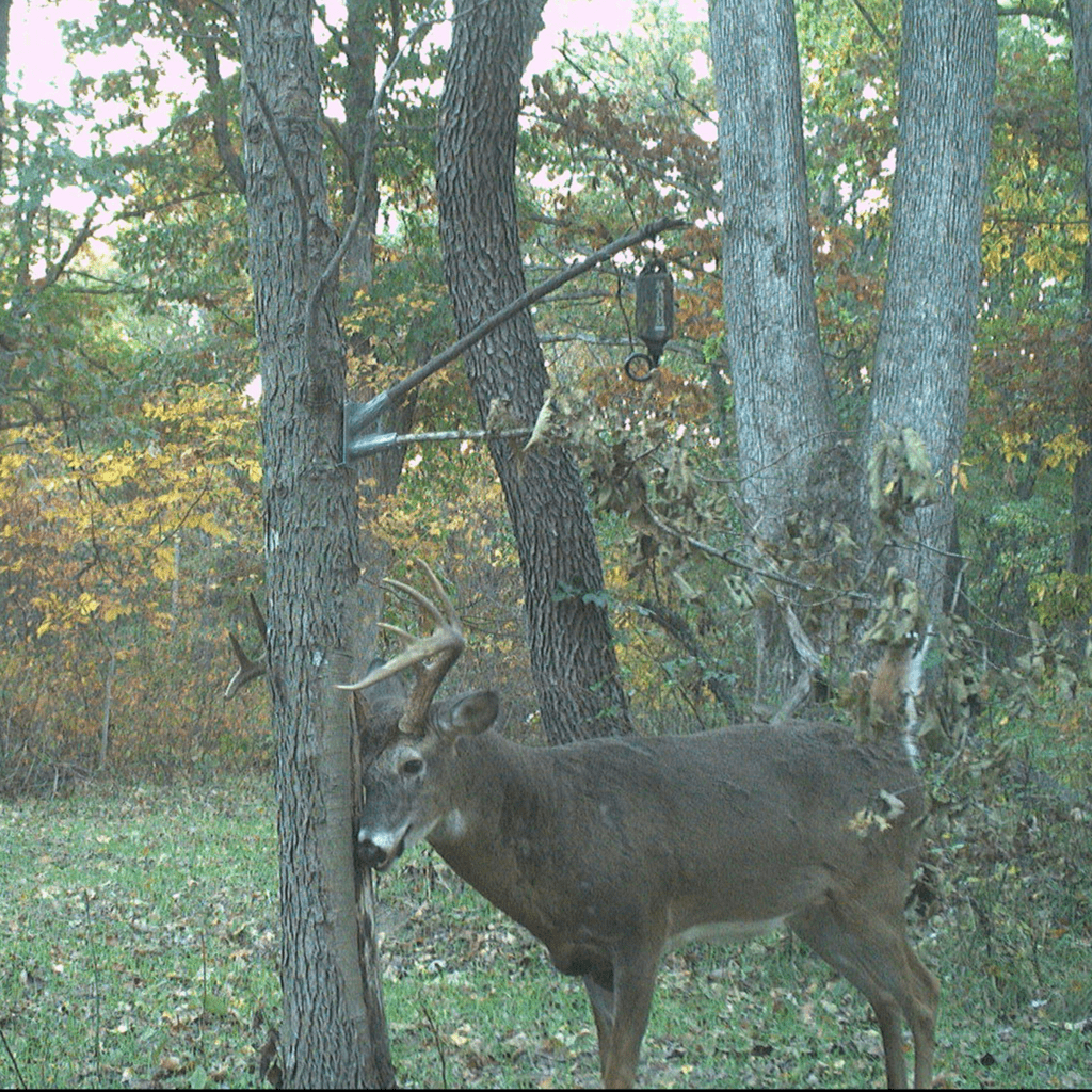 Active-Branch™ Mock Scrape Kit | Wildlife.com Active-Branch™ Mock Scrape Kit | Wildlife.com