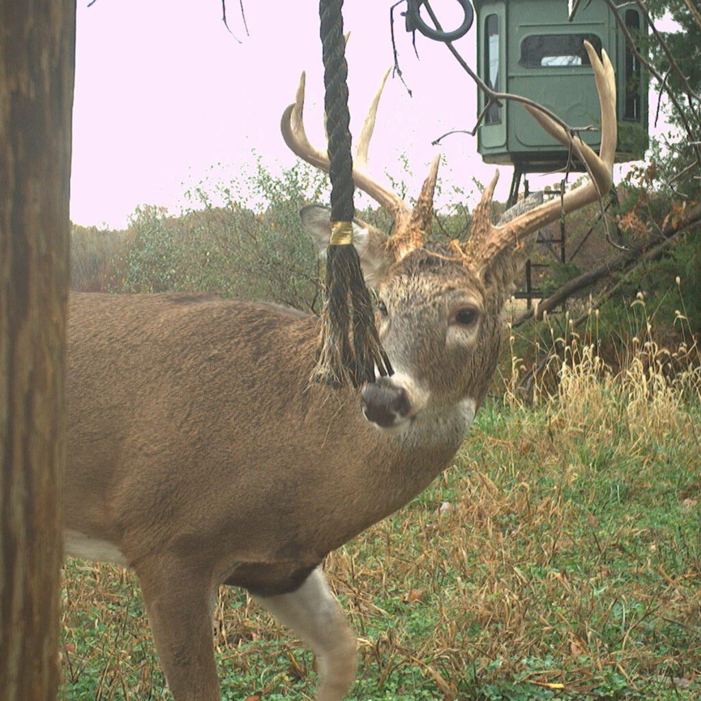Golden Rope™ Scent Rope and Scrape Dripper Combo | Wildlife.com